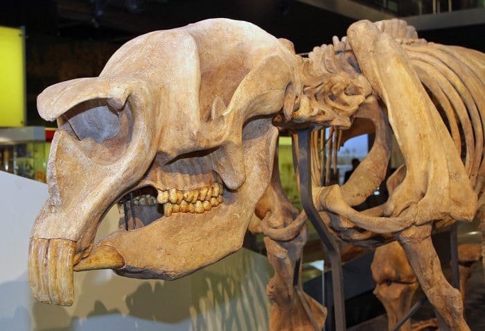 Bunyip Tree | What is a Bunyip?